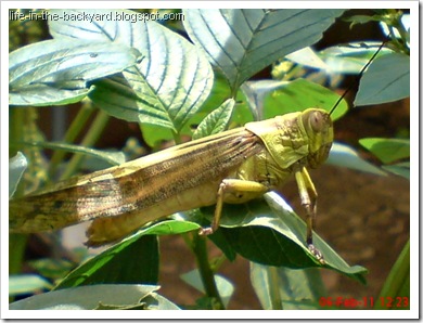 Valanga nigricornis - Javanese grasshopper - Belalang Kayu